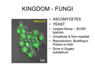 Plant Kingdom classification | PPT