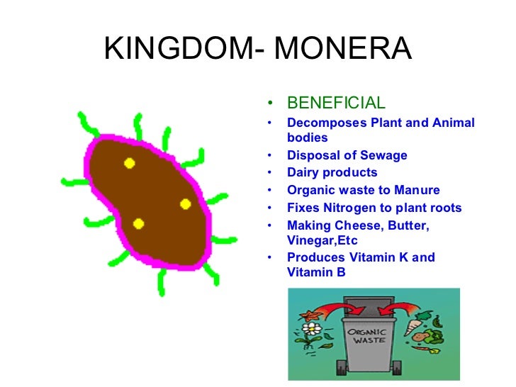 Example kingdom monera - ogtewes