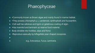 PLANT-KINGDOM-3.pptx