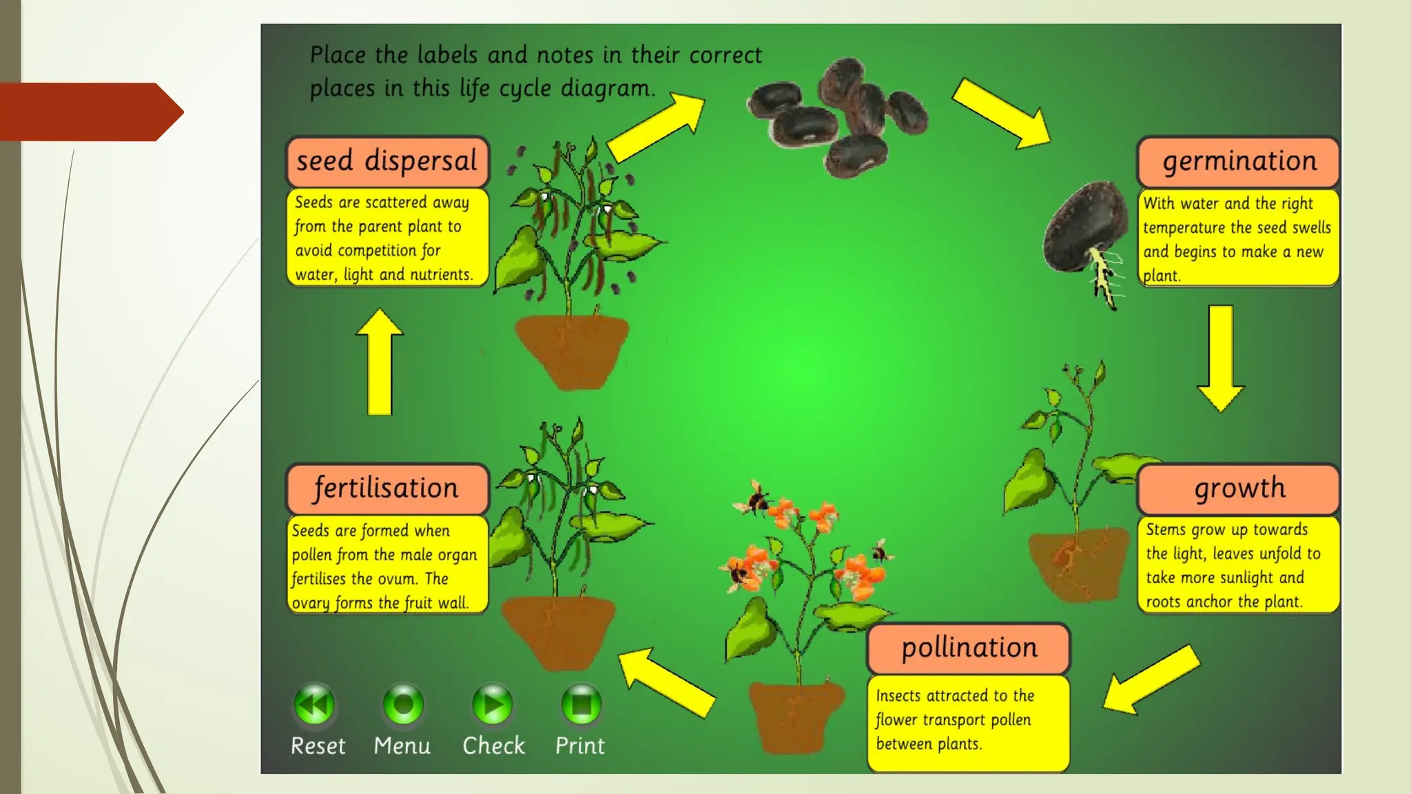 Plant-Life-cycle-pollination-wind-dispersal...pptx