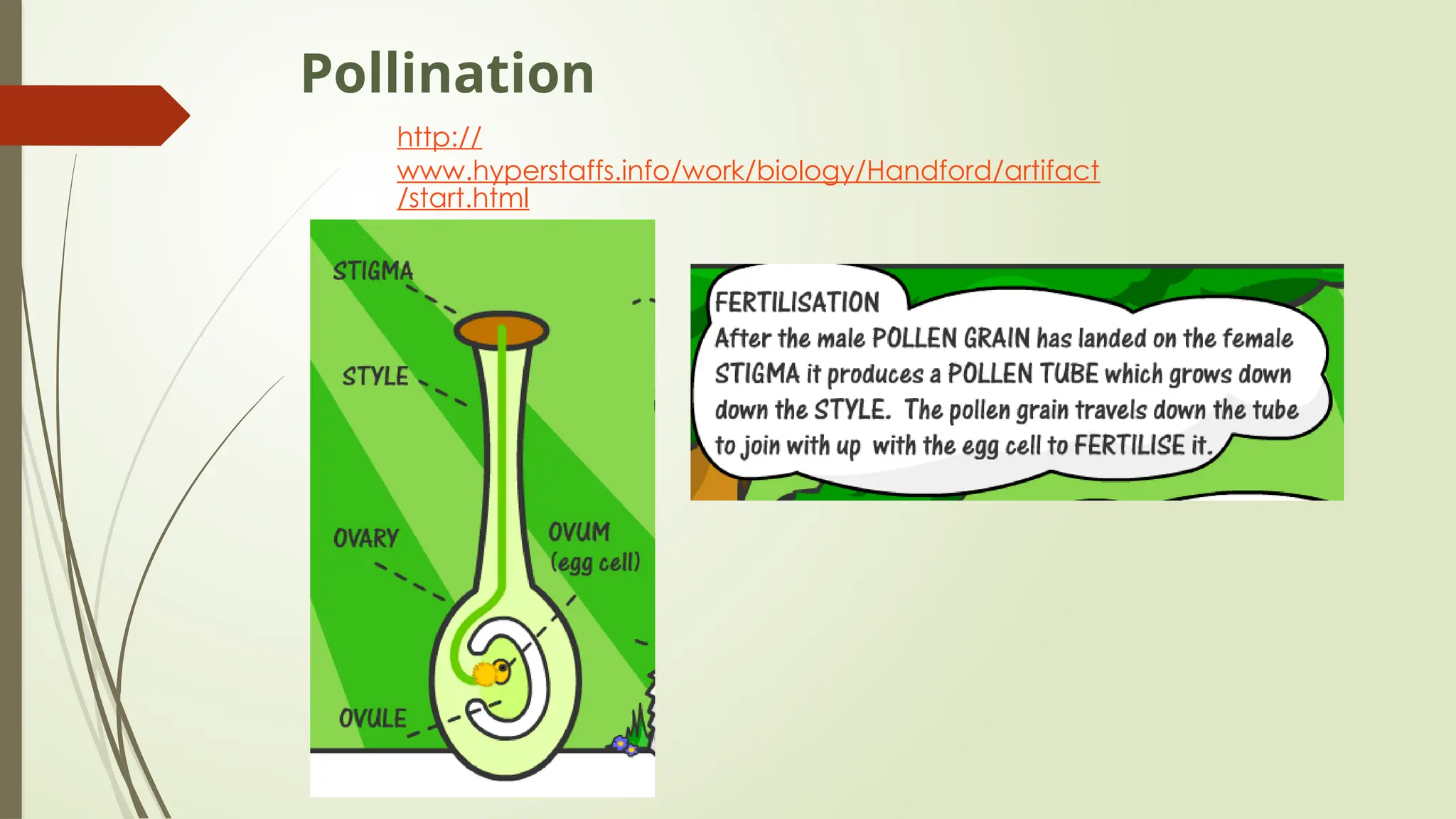 Plant-Life-cycle-pollination-wind-dispersal...pptx