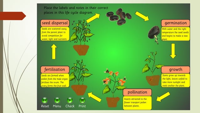 Plant-Life-cycle-pollination-wind-dispersal...pptx