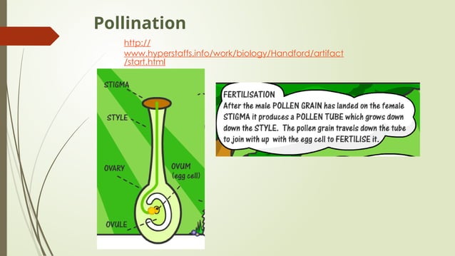 Plant-Life-cycle-pollination-wind-dispersal...pptx