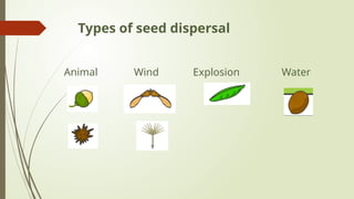 Plant-Life-cycle-pollination-wind-dispersal...pptx