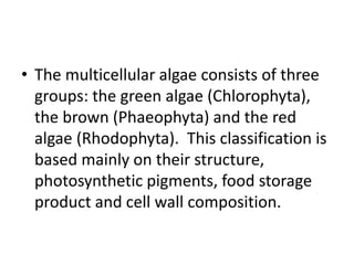 Plant like protists | PPT