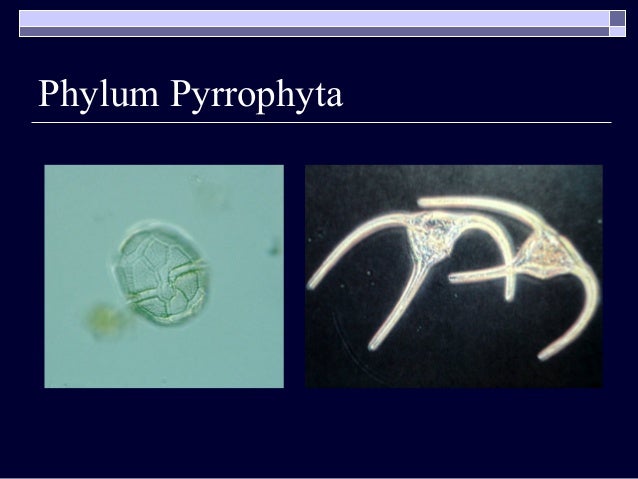 Phylum Pyrrophyta