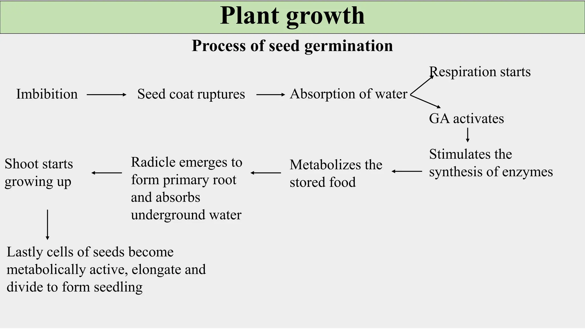 Plant-movements and plant growth ug.pptx | Gardening | Home & Garden