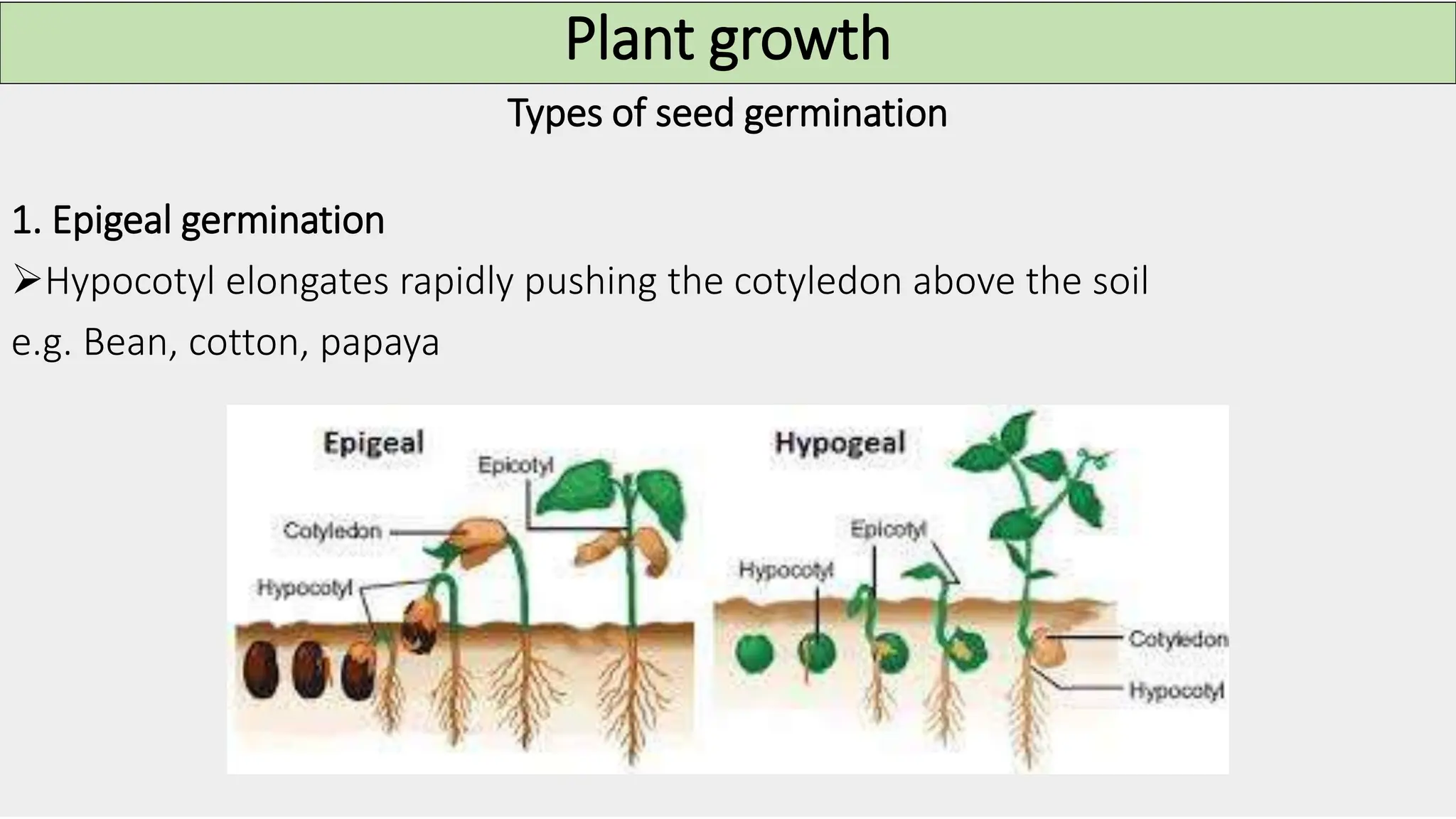 Plant-movements and plant growth ug.pptx