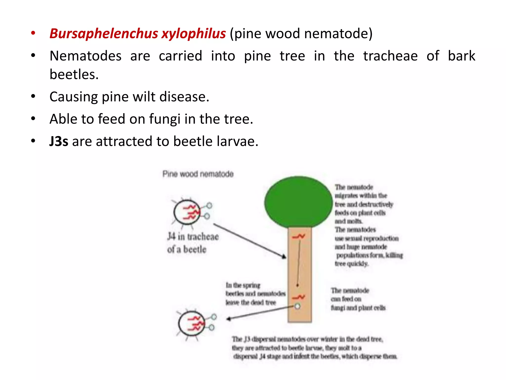 Plant nematode interactions | PPTX