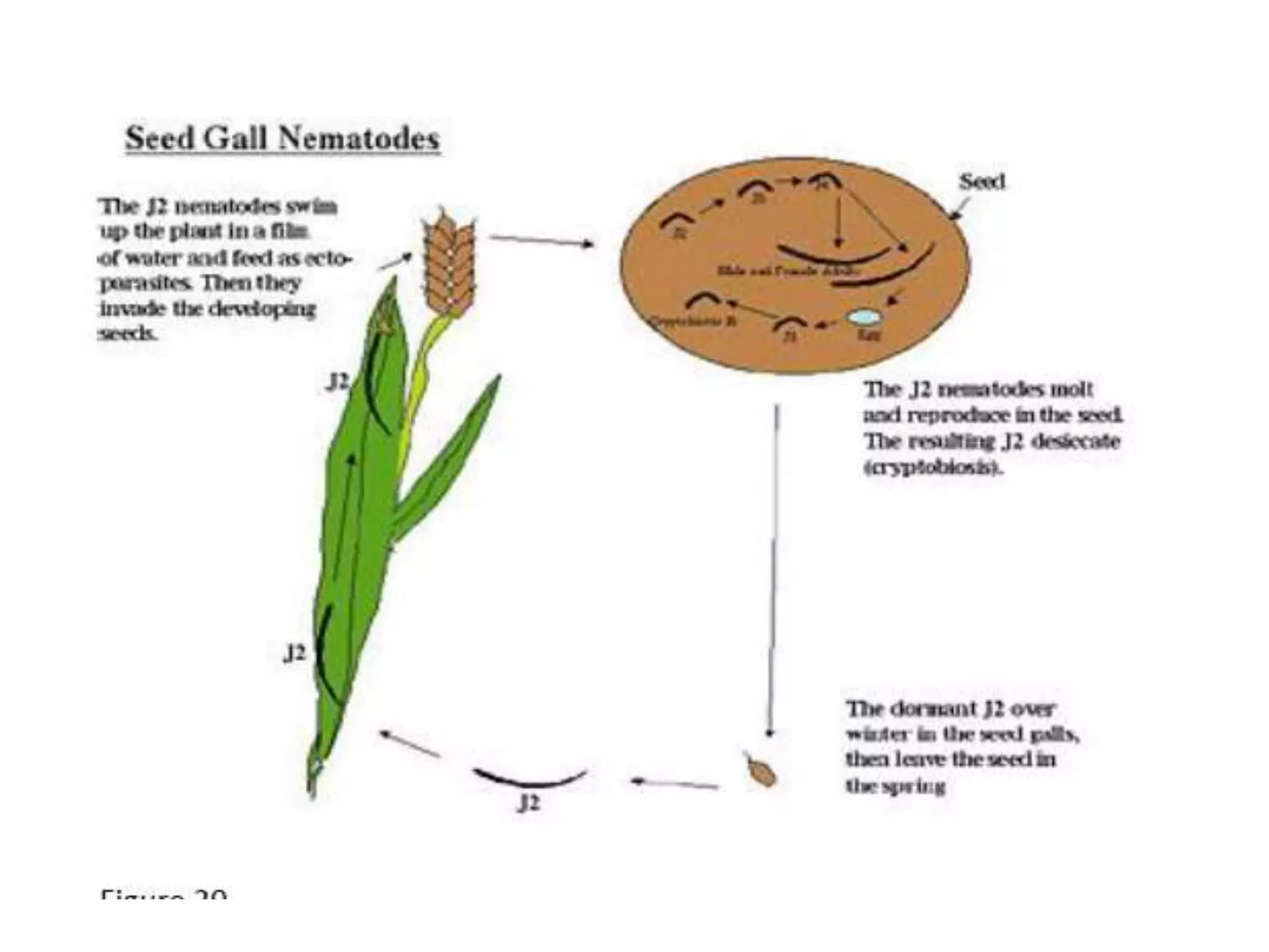 Plant nematode interactions | PPTX | Gardening | Home & Garden