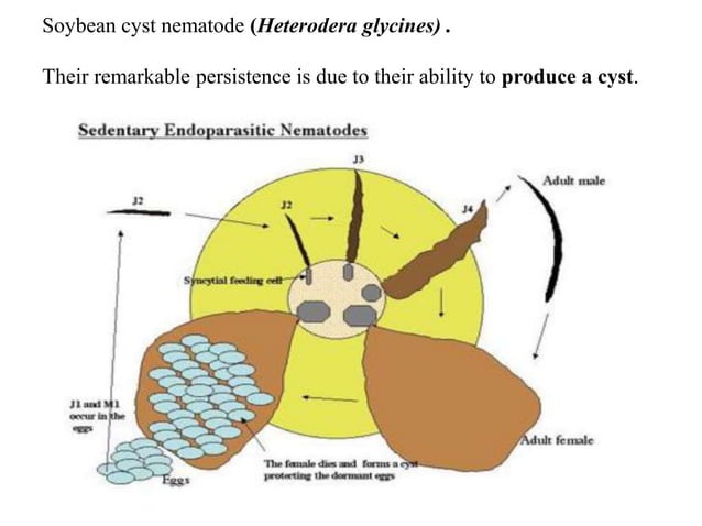 Plant nematode interactions | PPTX | Gardening | Home & Garden