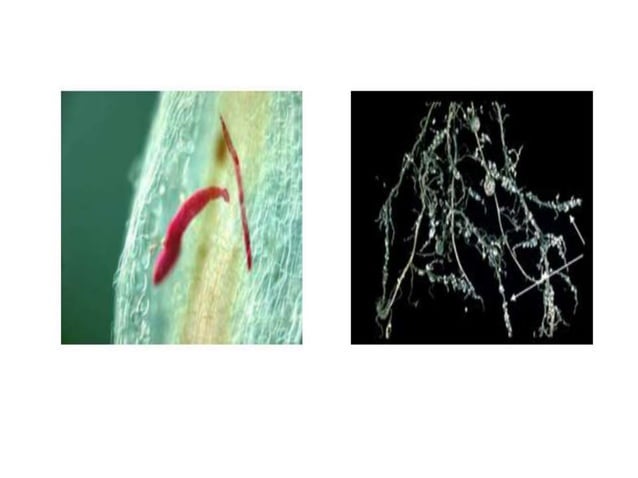Plant nematode interactions | PPTX | Gardening | Home & Garden