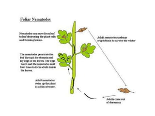 Plant nematode interactions | PPTX