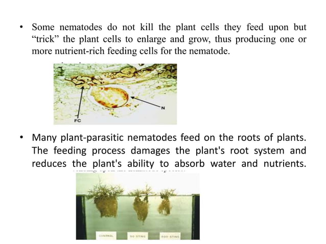 Plant nematode interactions | PPTX | Gardening | Home & Garden