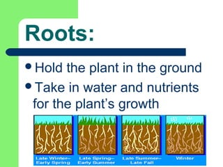 Parts of a Plant | PPT