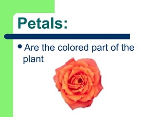 Parts of a Plant | PPT