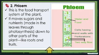 Plant-Parts-and-Transport-Systems PPT 2025.pptx