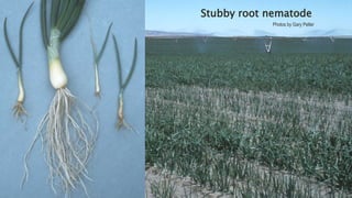 Plant-Pathology-101-Powerpoint-Part1.pptx