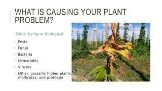 Plant-Pathology-101-Powerpoint-Part1.pptx