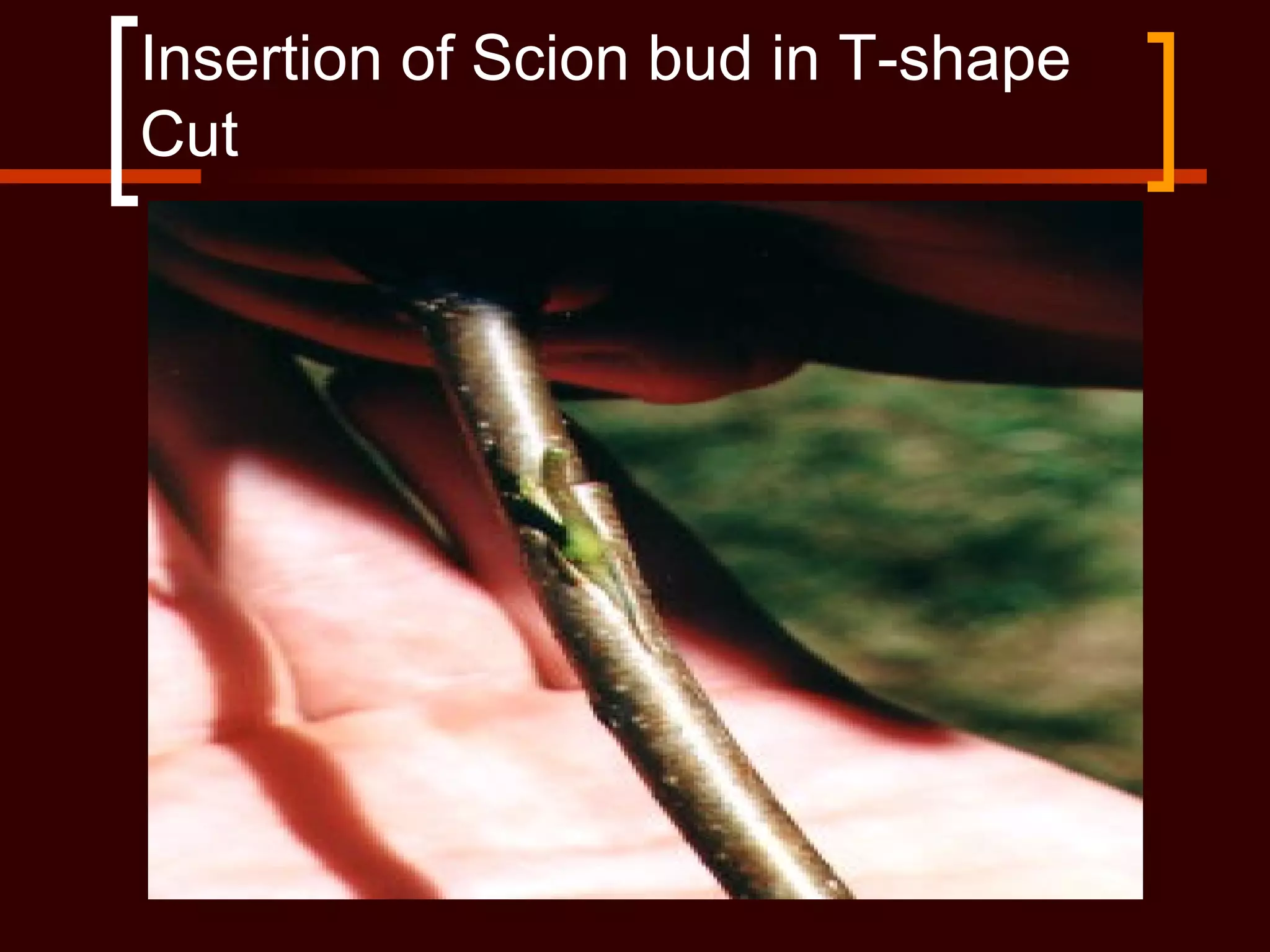 Plant propagation techniques | PPT