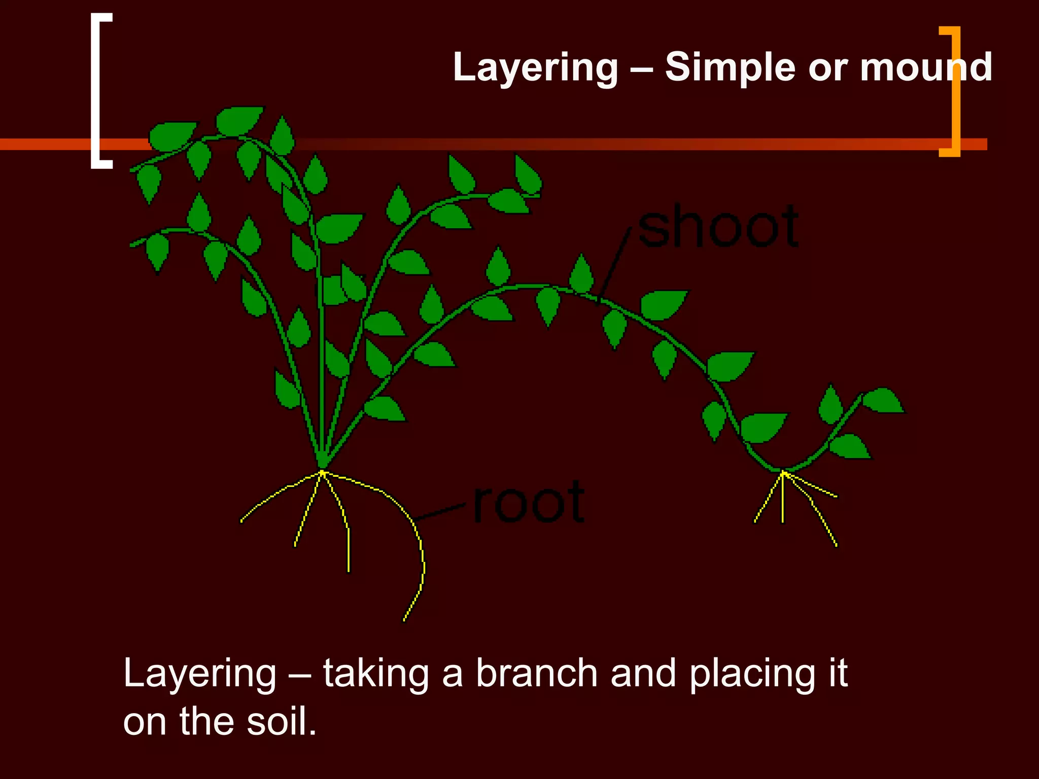 Plant propagation techniques | PPT