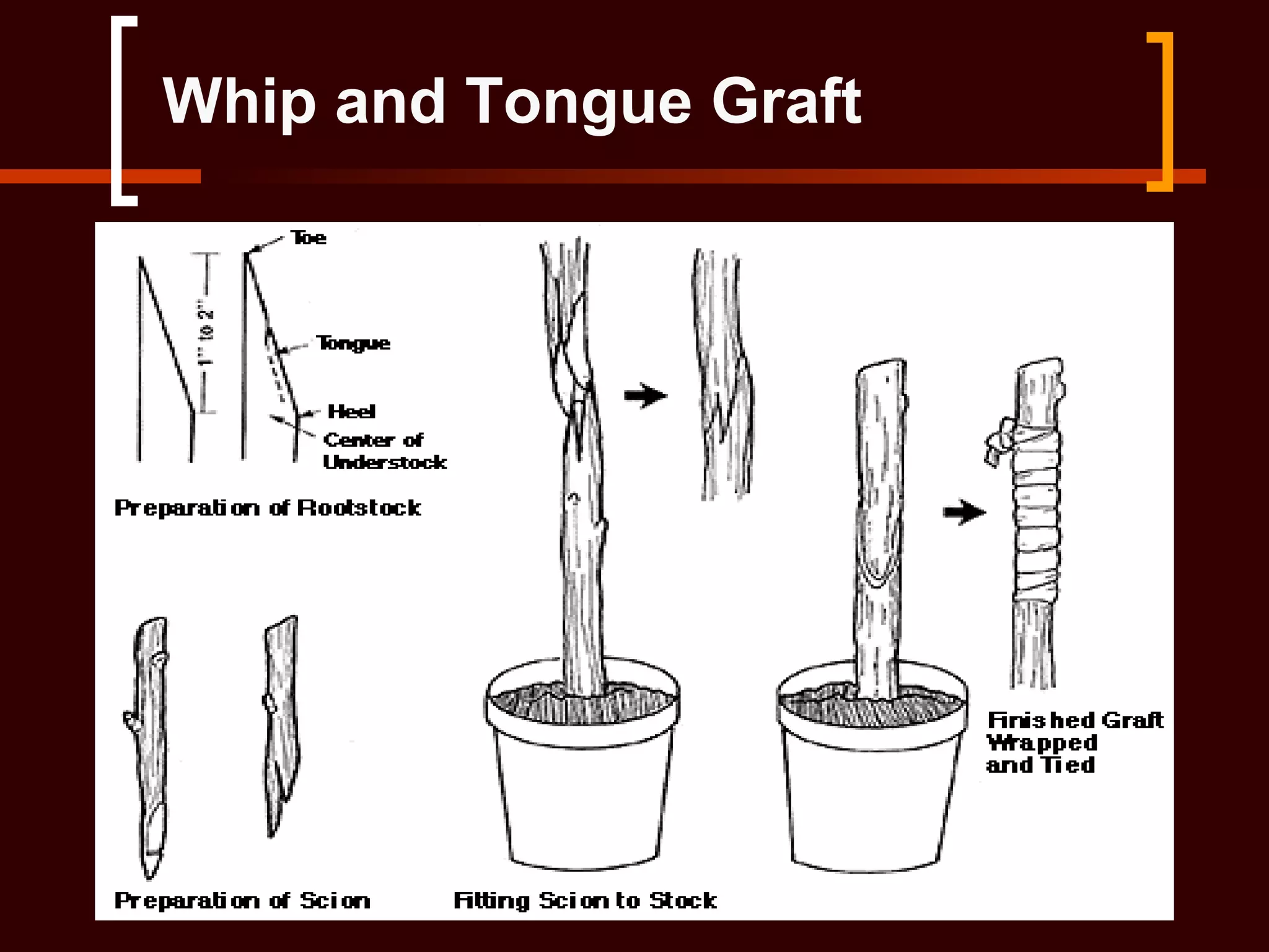 Plant propagation techniques | PPT