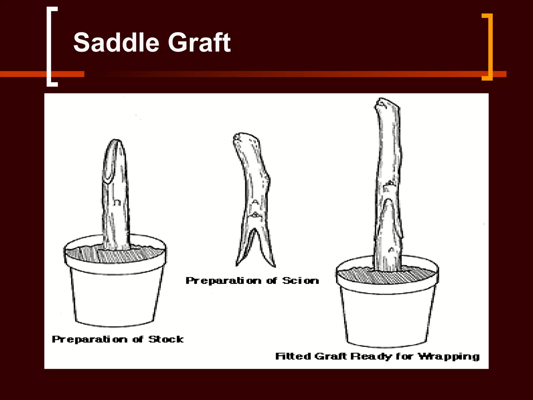 Plant propagation techniques | PPT