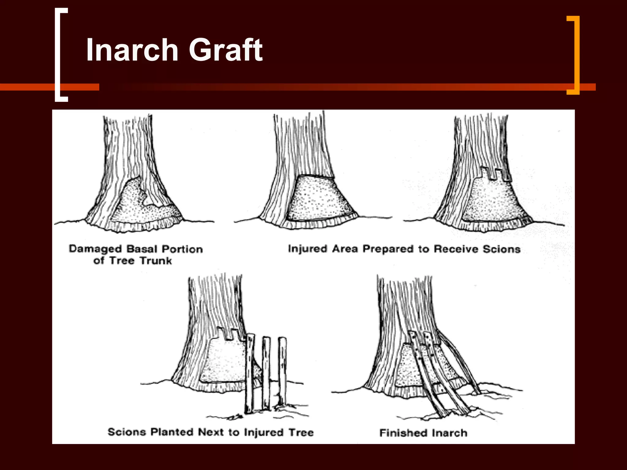 Plant propagation techniques | PPT