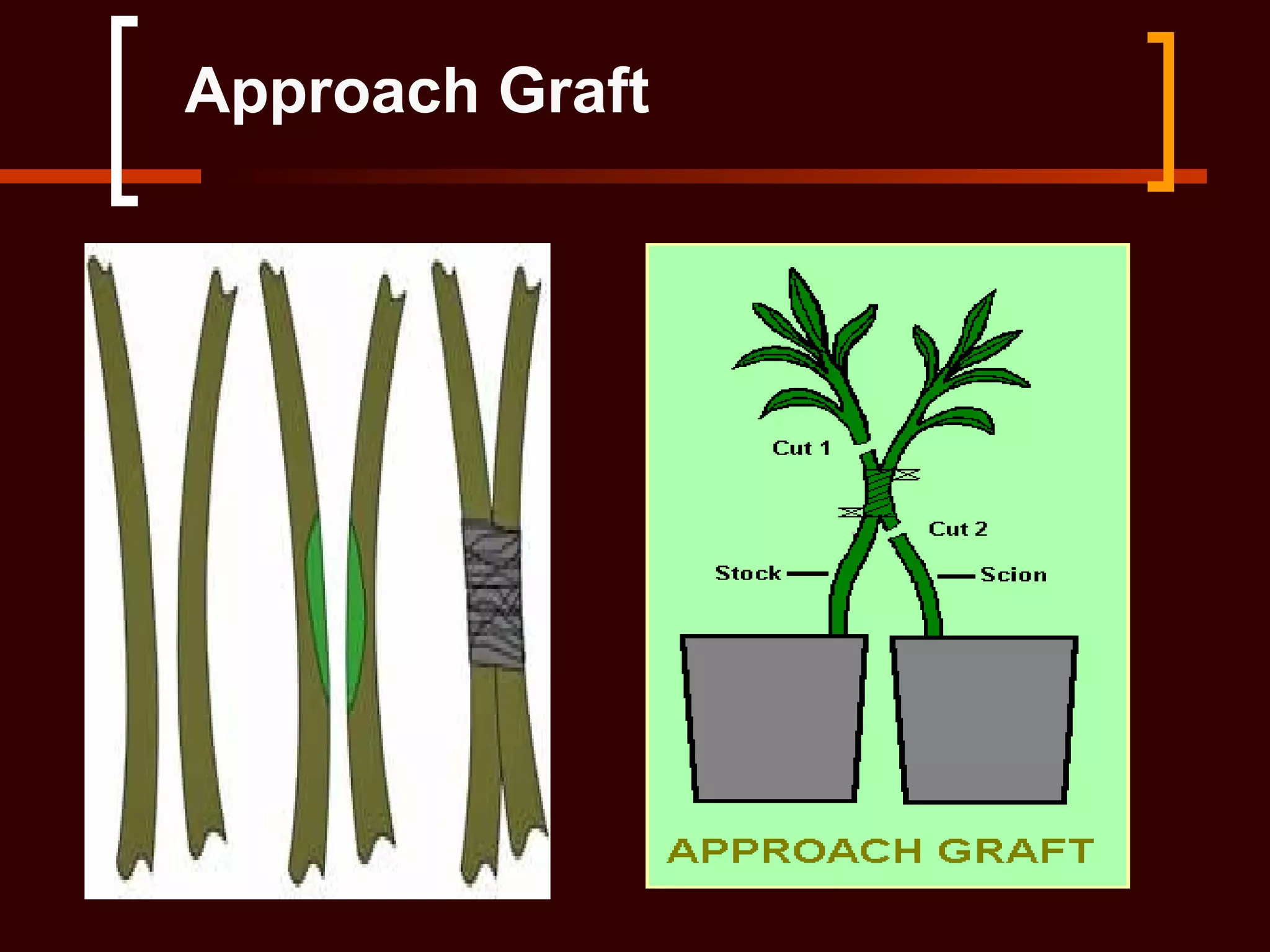 Plant propagation techniques | PPT