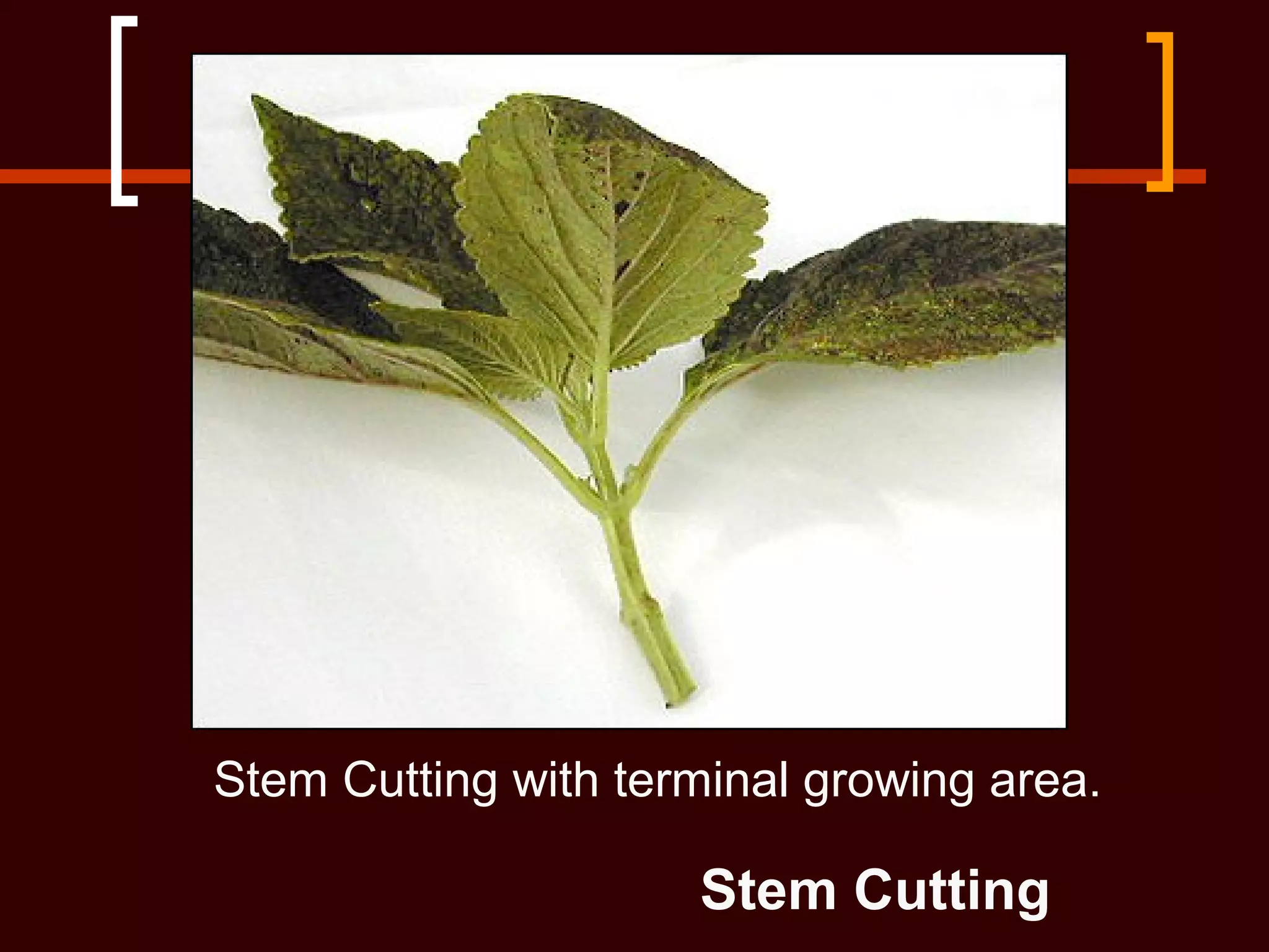 Plant propagation techniques | PPT