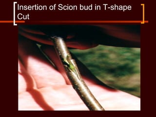 Plant propagation techniques | PPT
