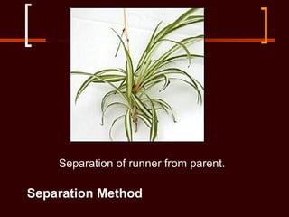 Plant propagation techniques | PPT