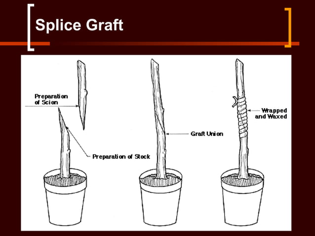 Plant propagation techniques | PPT