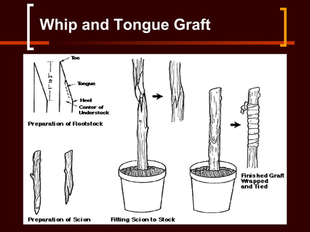 Plant propagation techniques | PPT