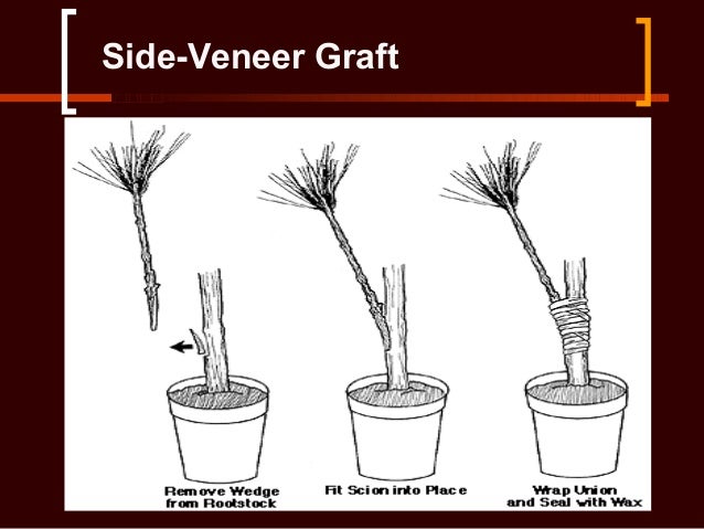 Plant propagation techniques
