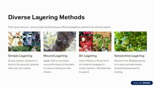 Plant-Propagation-Cutting-and-Layering.pdf