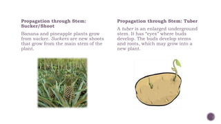 PLANT-REPRODUCTION-1 (1).pptx