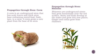 PLANT-REPRODUCTION-1 (1).pptx