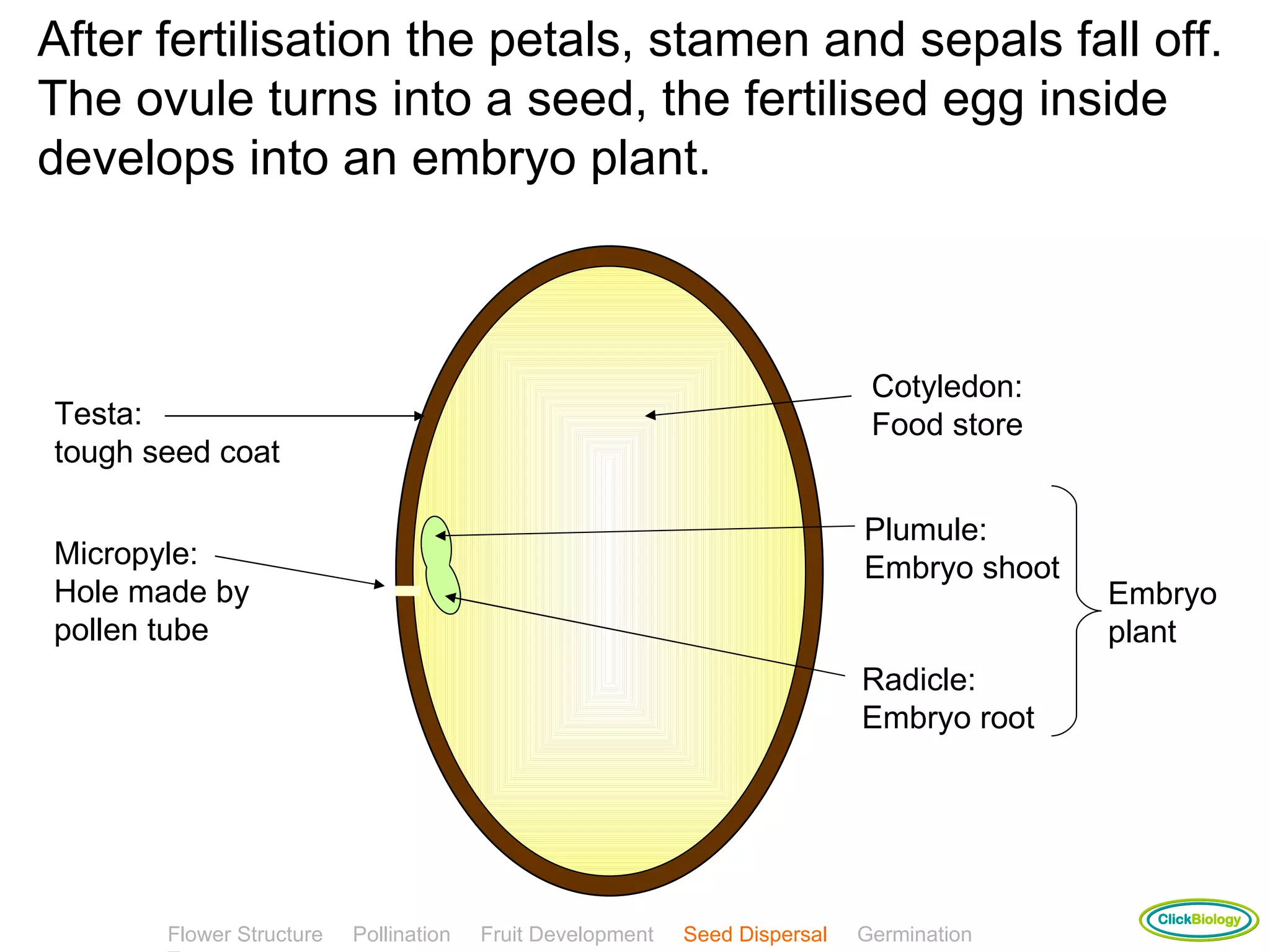 Plant reproduction | PPT
