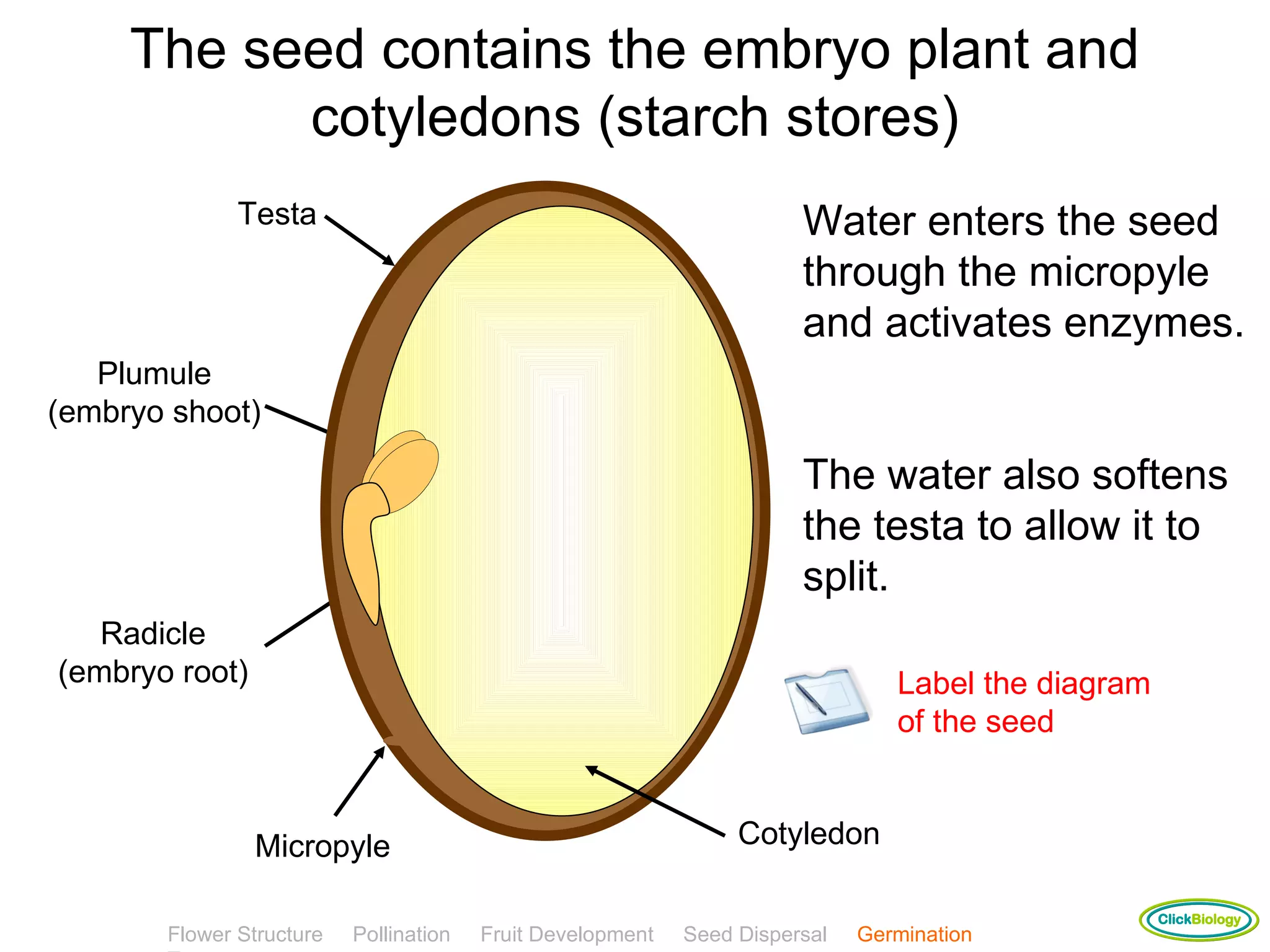 Plant reproduction | PPT
