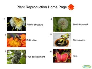 Plant reproduction | PPT