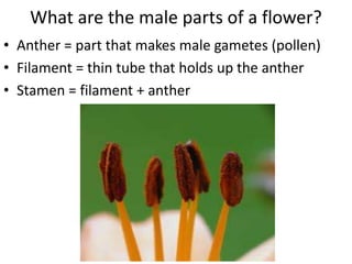 Plant reproduction | PPTX