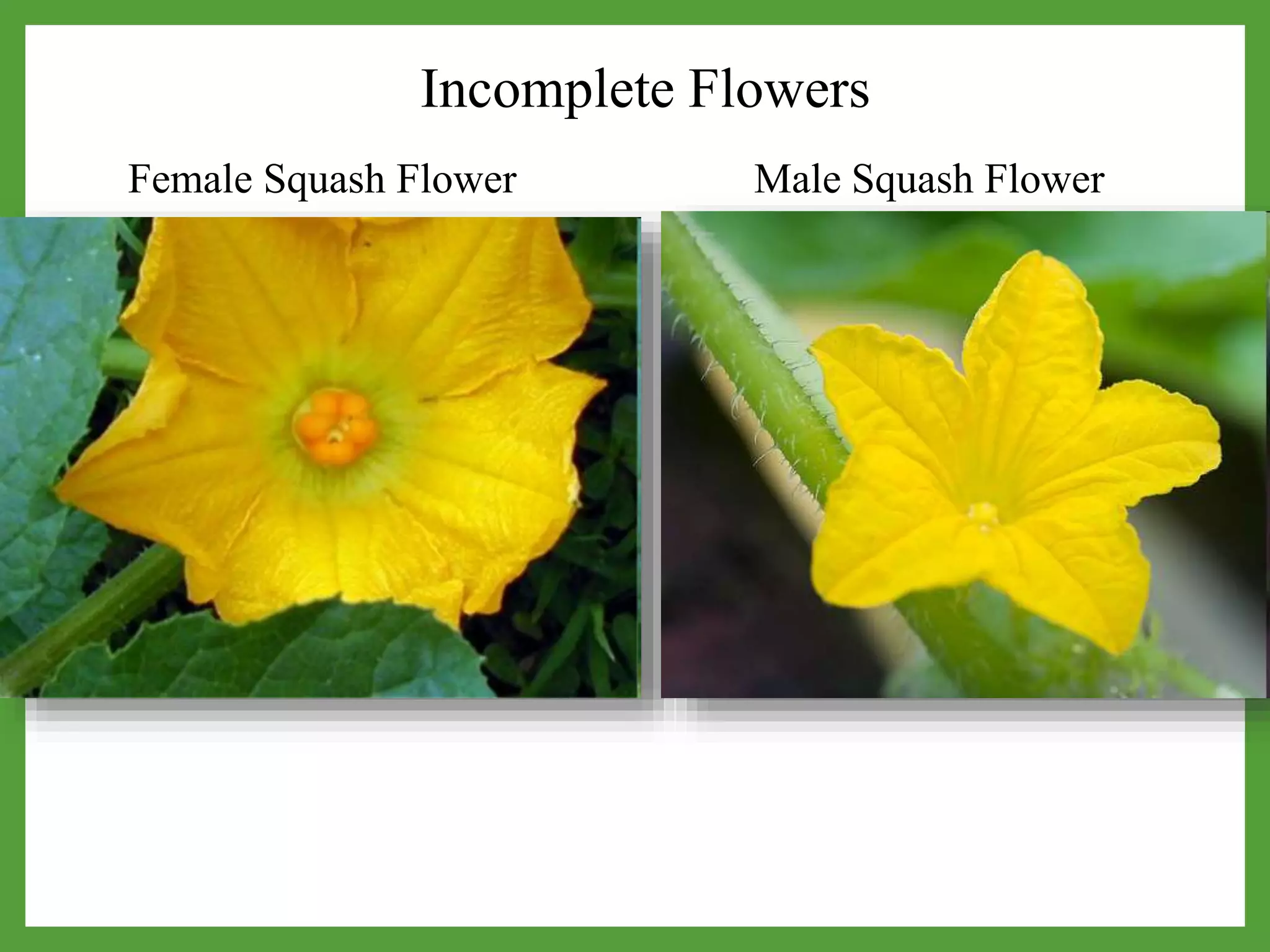 Plant-Reproduction.ppt