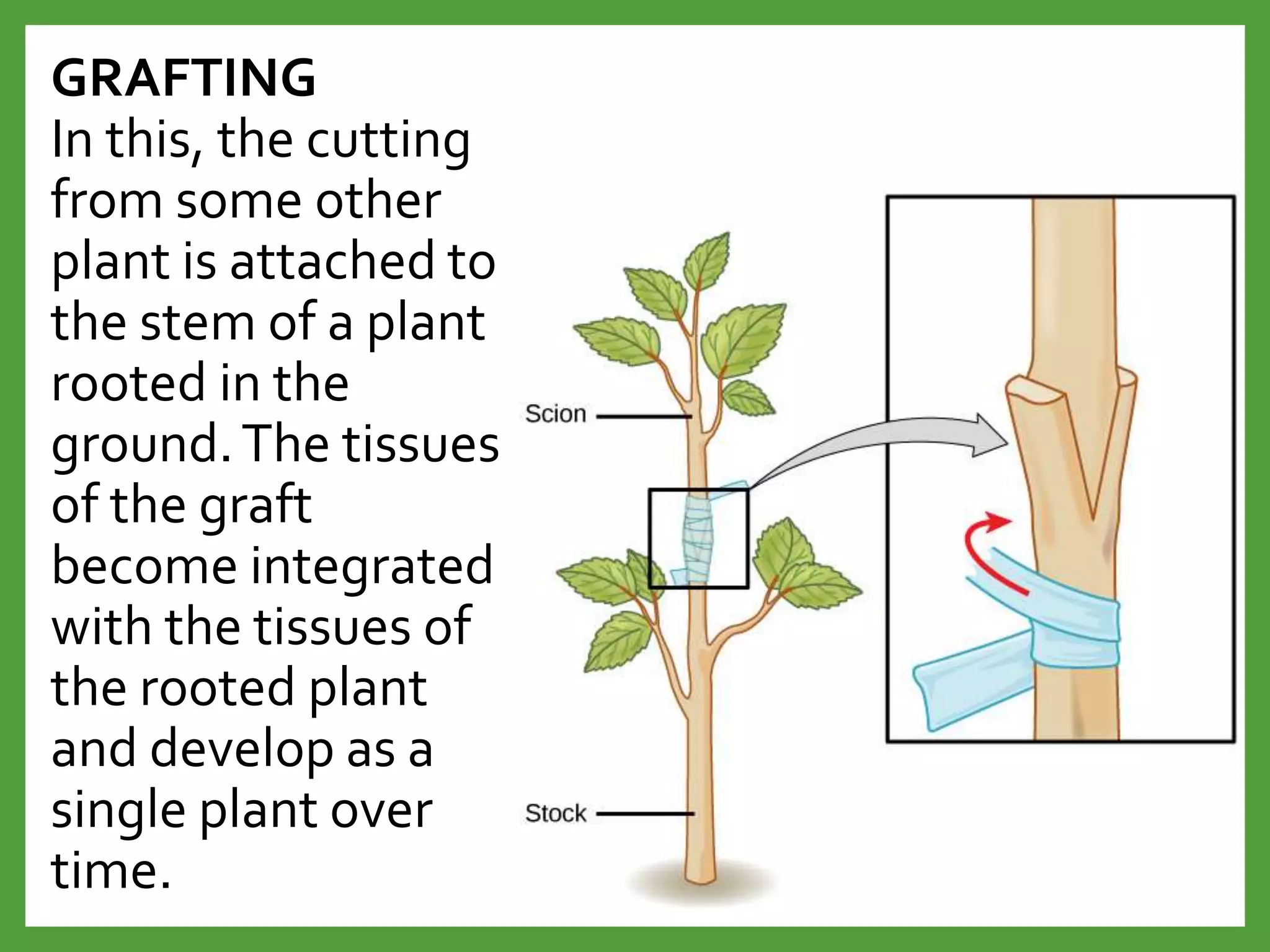 Plant-Reproduction.ppt