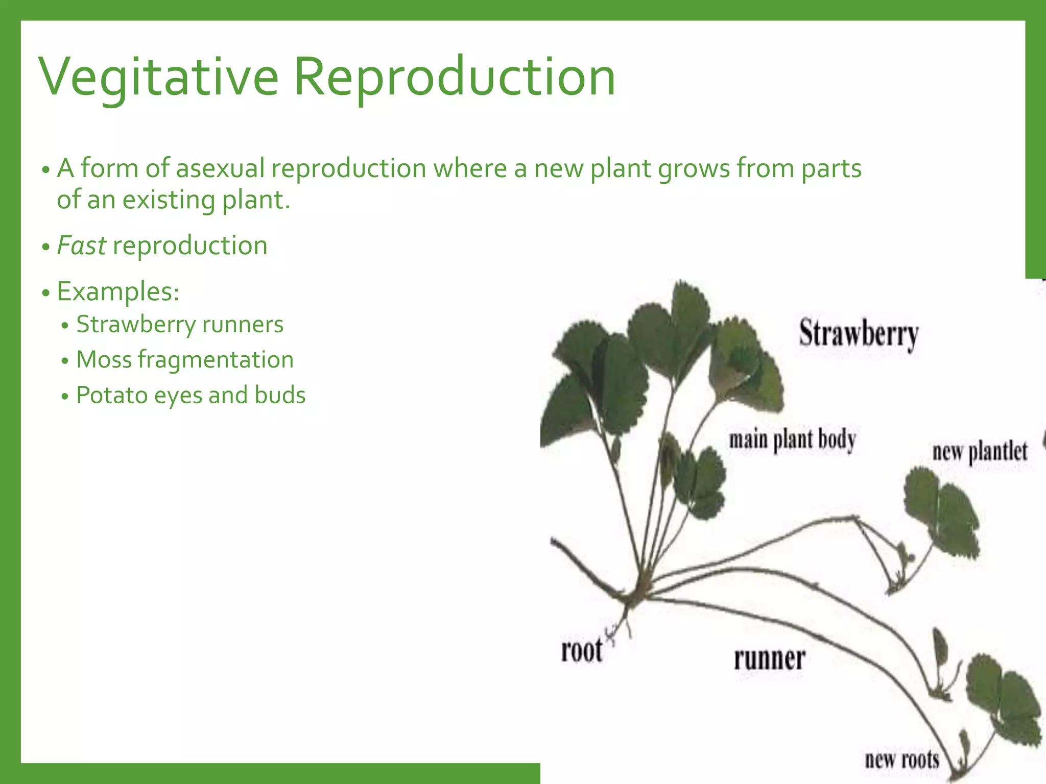 Plant-Reproduction.ppt
