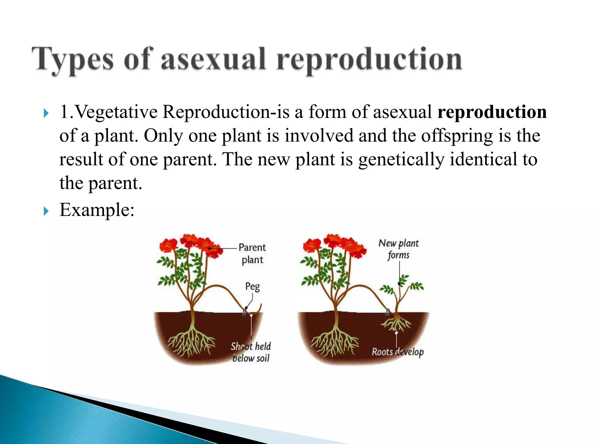 Plant reproduction | PPTX