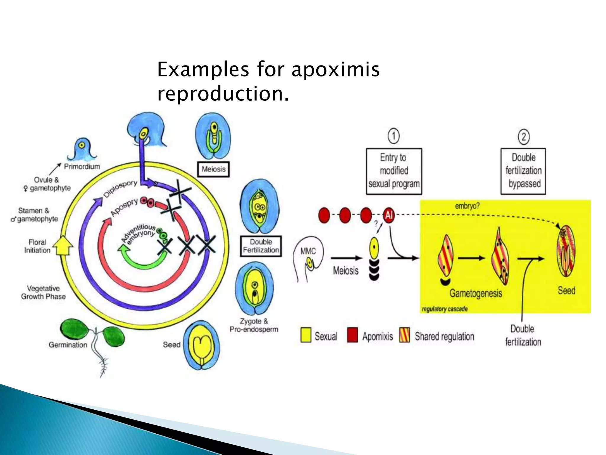 Plant reproduction | PPTX
