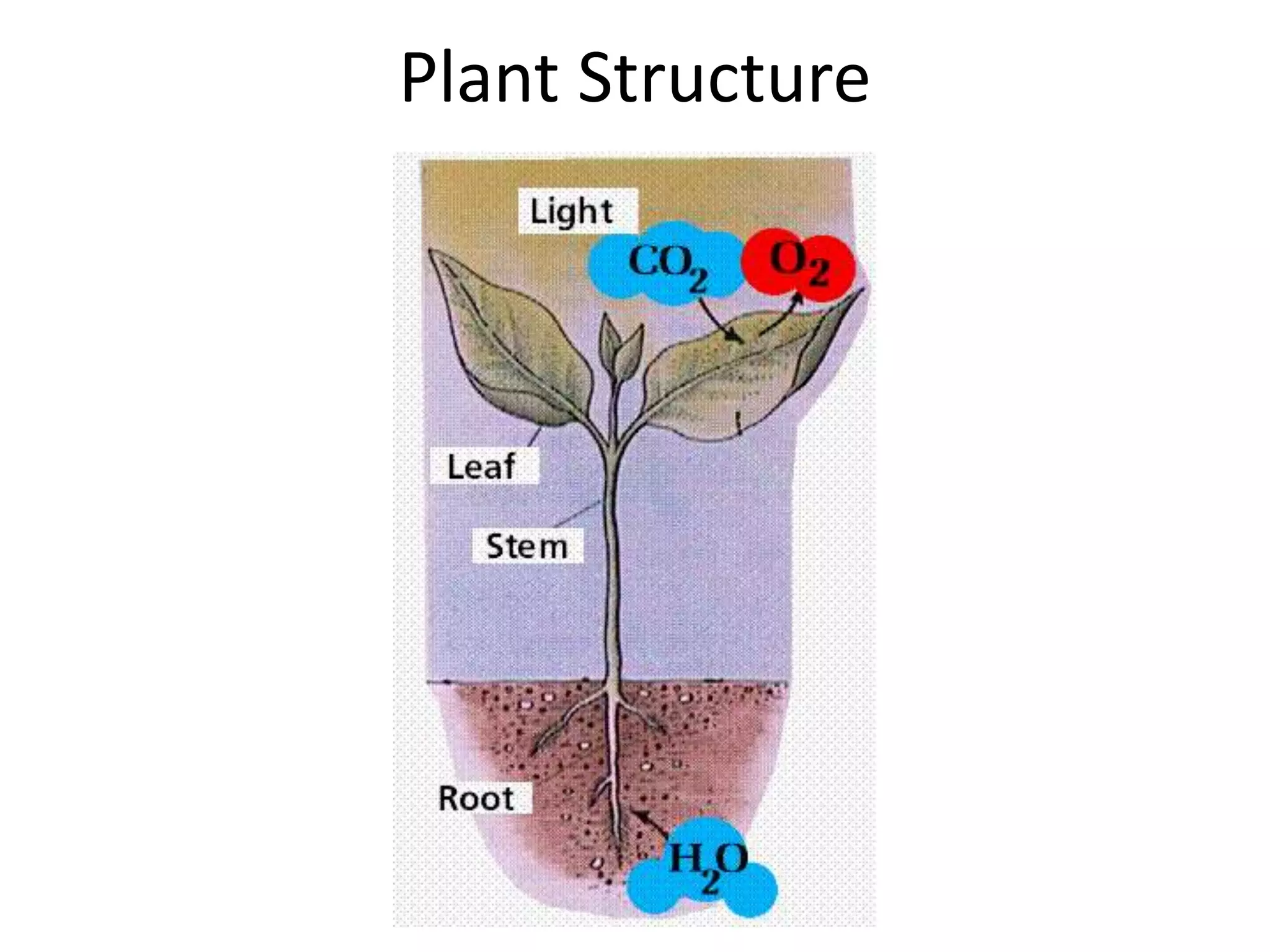 Plant structure | PPT