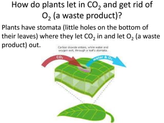 Plant structure | PPT