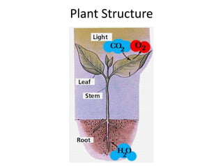 Plant structure | PPT